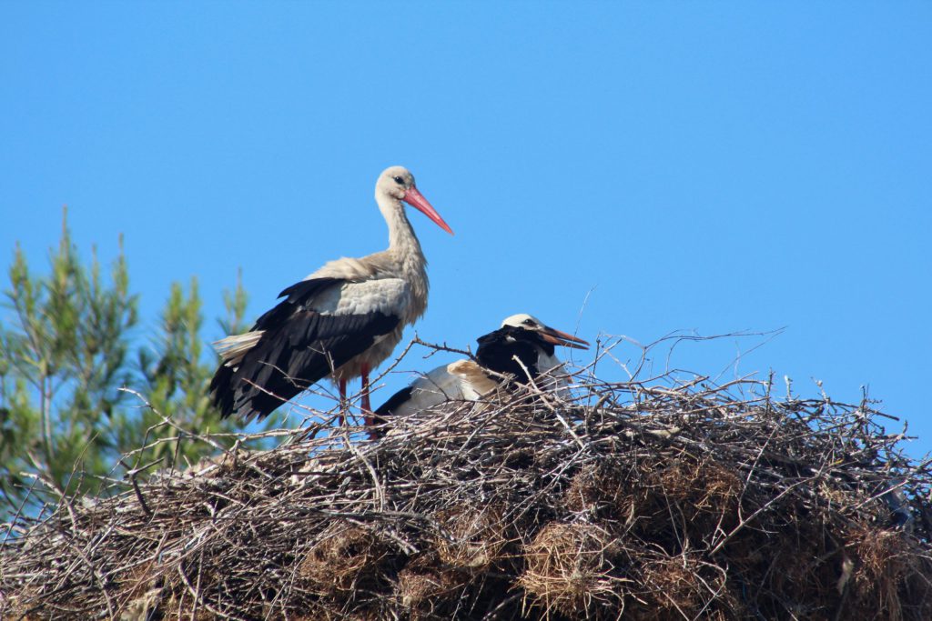 Održan prvi kamp u okviru projekta ‚‚Birds Without Borders - Phase II ...
