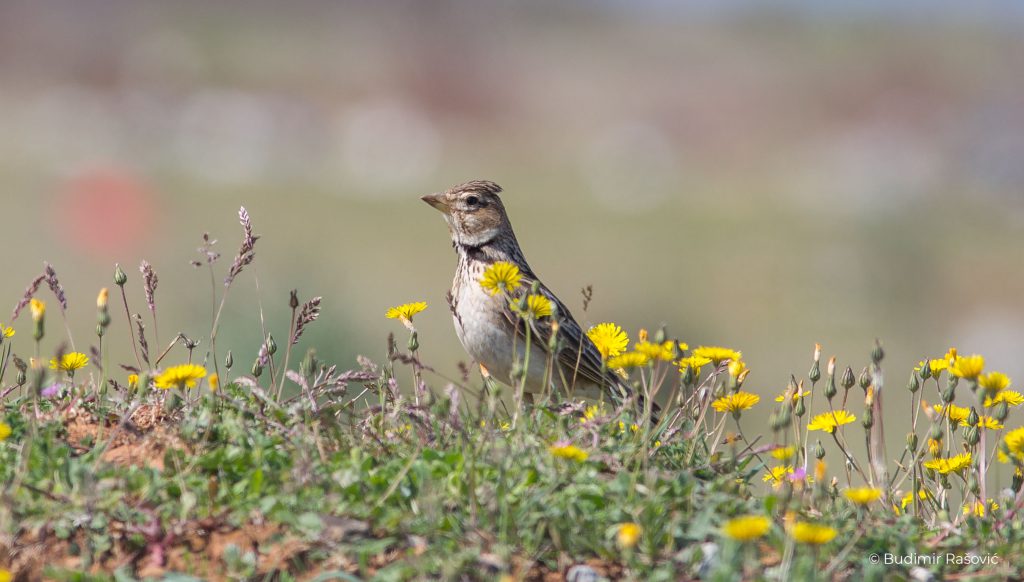 Ptice Ćemovskog polja (Foto - reportaža) - CZIP