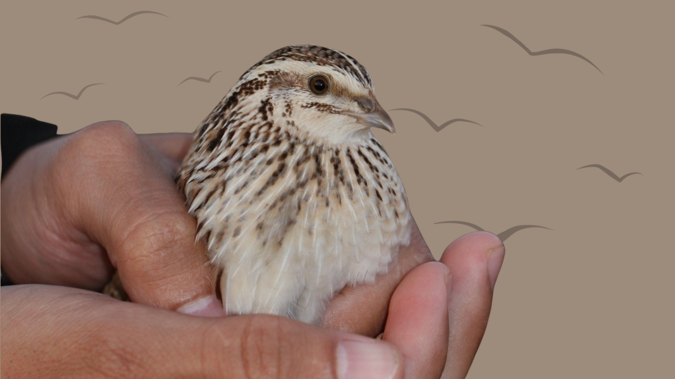 Usvojen Nacionalni akcioni plan za suzbijanje krivolova nad pticama ...